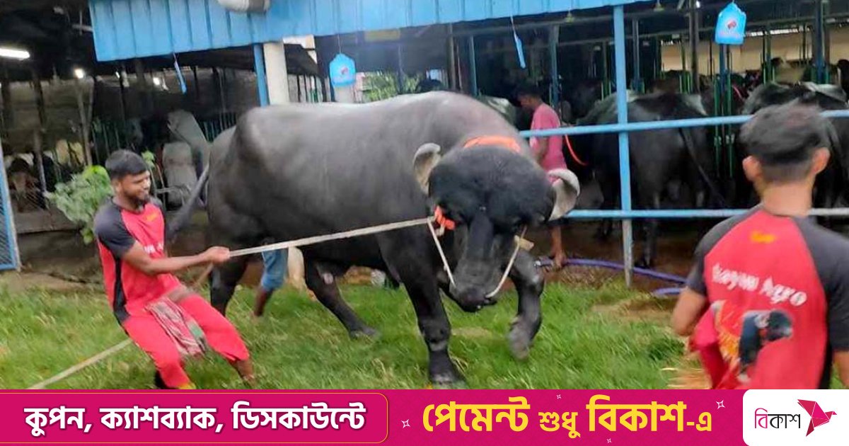 ১,৩০০ কেজির মহিষ ‘পাঠান’